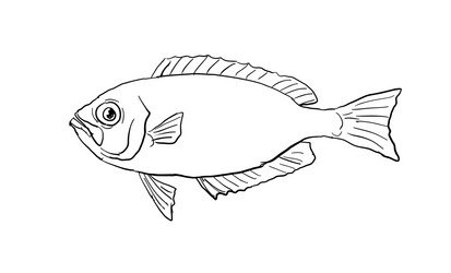 Hawaiian ruby cardinalfish-hawaii-fish-dwg-bw-cut Vector Image