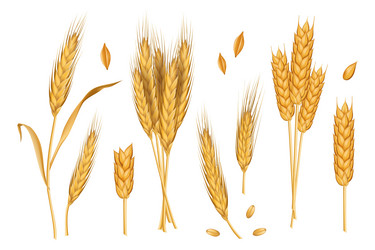 Whole Grains Vector Images (over 13,000)