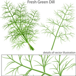 Dill plant set Royalty Free Vector Image - VectorStock