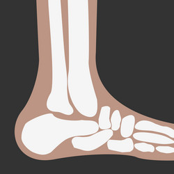 Human foot cartoon isolated Royalty Free Vector Image