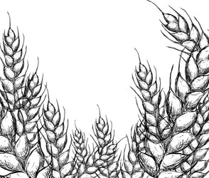 Wheat Botanical Drawing Vector Images (over 440)