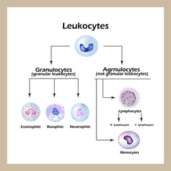 Types of White Blood Cells Vector Images (over 720)