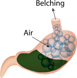 Belching air in the stomach structure Royalty Free Vector