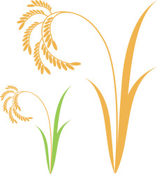 Rice leaves spikelets and seeds on a white Vector Image