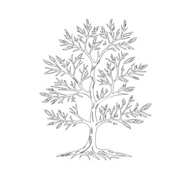 Maple tree nature outline sketch Royalty Free Vector Image