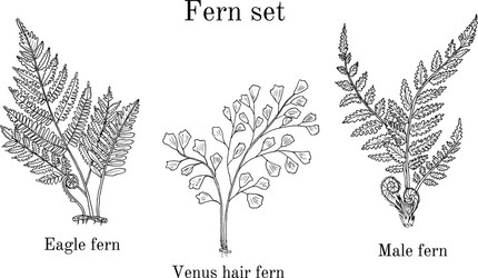 Fern leaves forest foliage monochrome sketch Vector Image