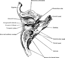 Temporal Vector Images (over 1,000)