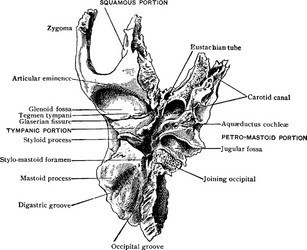 Temporal Vector Images (over 1,600)