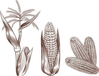 Maize Corn Drawing