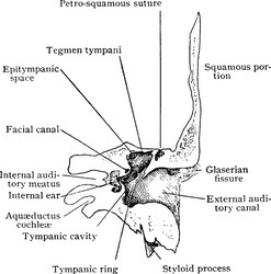 Temporal Vector Images (over 1,000)