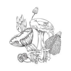 Forest mushroom plants black ink engraving etching