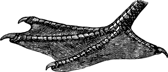 Duck Foot Vector Images (over 1,000)