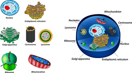 Human cell structure Royalty Free Vector Image