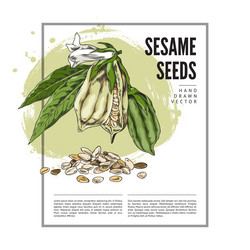 Sesame seeds banner or label for spices Royalty Free Vector