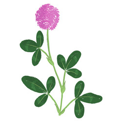Clover Flower Drawing Vector Images (over 1,800)