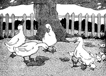 Ugly Duckling Vector Images (83)