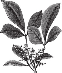 Gum Trees Vector Images (over 1,200)