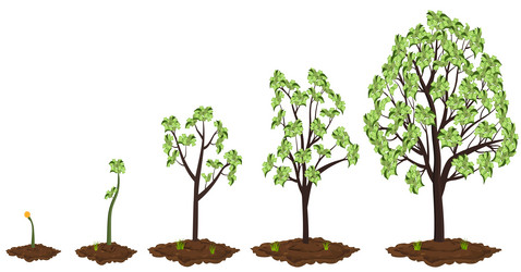 Stages of growing money tree in pot Royalty Free Vector