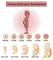 Stages human embryonic development Royalty Free Vector Image