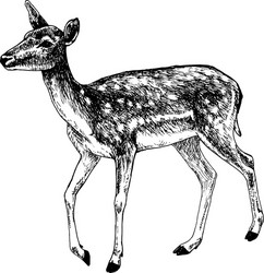 Fallow Deer Vector Images (over 470)