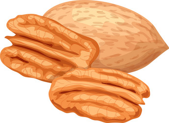 Pecan Vector Images (over 4,100)