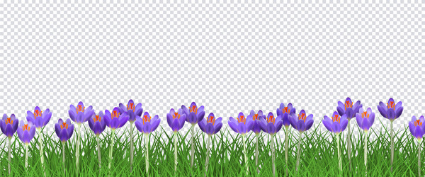 Spring floral border with bright purple crocuses Vector Image