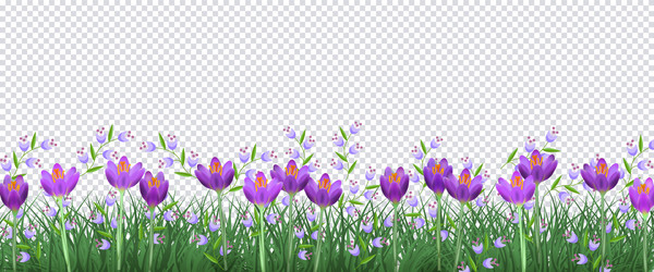 Spring floral border with bright purple crocuses Vector Image