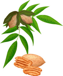 Pecan leaves icon cartoon style Royalty Free Vector Image