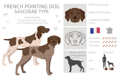 French pointing dog gascogne type clipart Vector Image