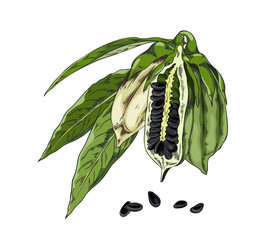 Sesame Plant Pod Vector Images (49)