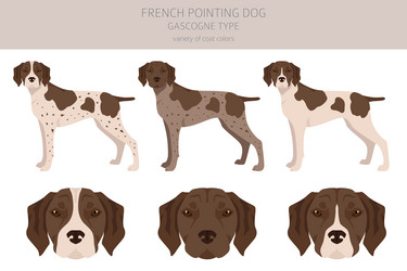 French pointing dog gascogne type clipart Vector Image