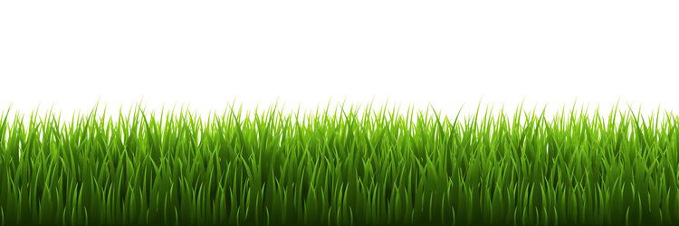 Green grass isolated white background Royalty Free Vector