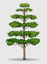 A tall ashoka tree Royalty Free Vector Image - VectorStock