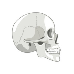 Simple skull doodles skulls cartoon Royalty Free Vector