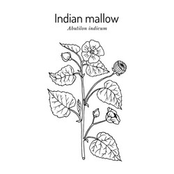 Indian abutilon or mallow indicum Royalty Free Vector Image