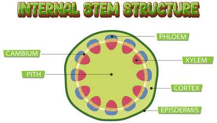 Internal structure of stem diagram Royalty Free Vector Image
