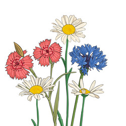 Daisy flower drawing hand drawn engraved Vector Image