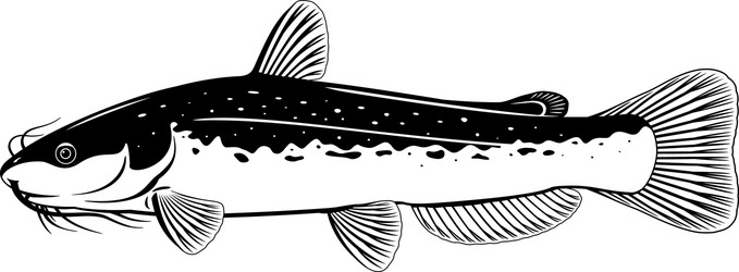 Catfish Vector Images (over 2,200)