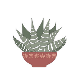 Haworthia - zebra cactus Royalty Free Vector Image