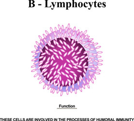 Lymphocytes Structure