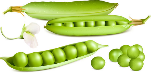 Pixel green peas detailed isolated Royalty Free Vector Image