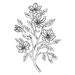 Sakura flower outline sketch Royalty Free Vector Image