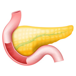 Pancreas Vector Images (over 5,400)