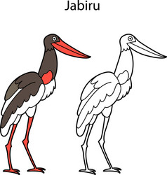 Jabiru Vector Images (61)