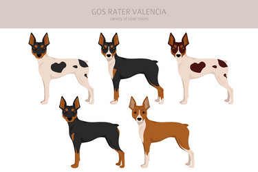 Majorca ratter clipart all coat colors set Vector Image