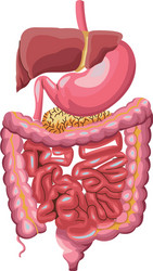 Human medical digestive system Royalty Free Vector Image
