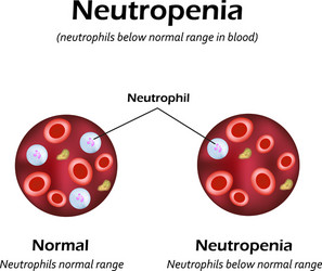 Neutrophils below the normal range in blood Vector Image