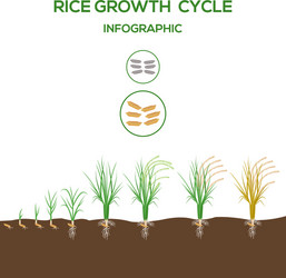 Rice Plant Vector Images (over 17,000)