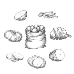 Potato drawing isolated hand drawn engraved style Vector Image