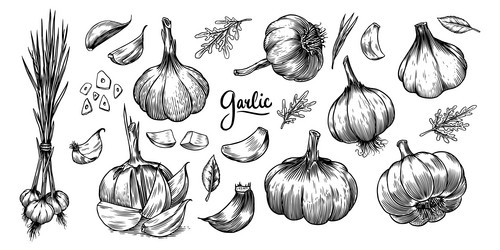 Garlic Vector Images (over 23,000)